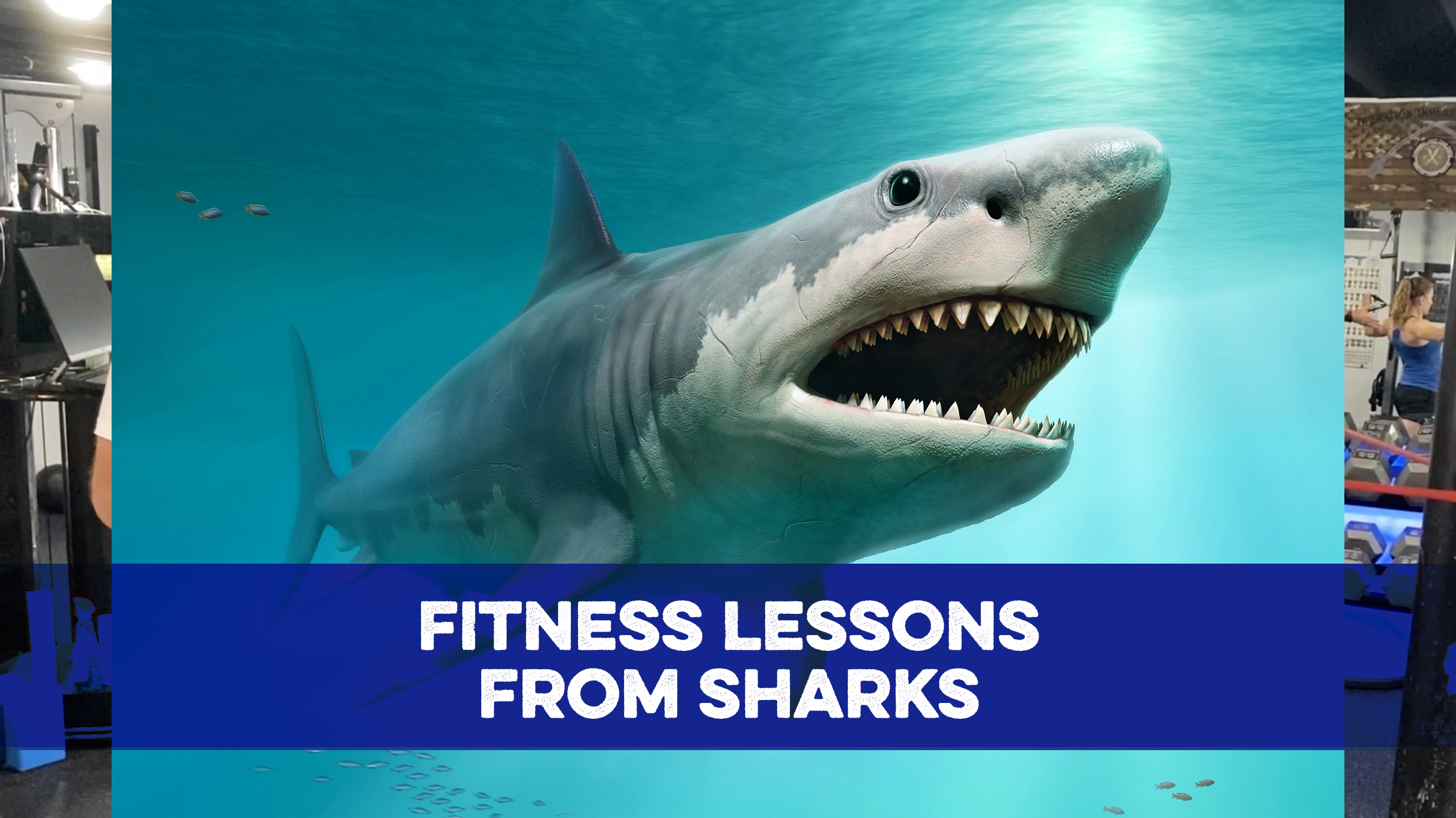 Fitness Lessons from Sharks - Shark Fitness